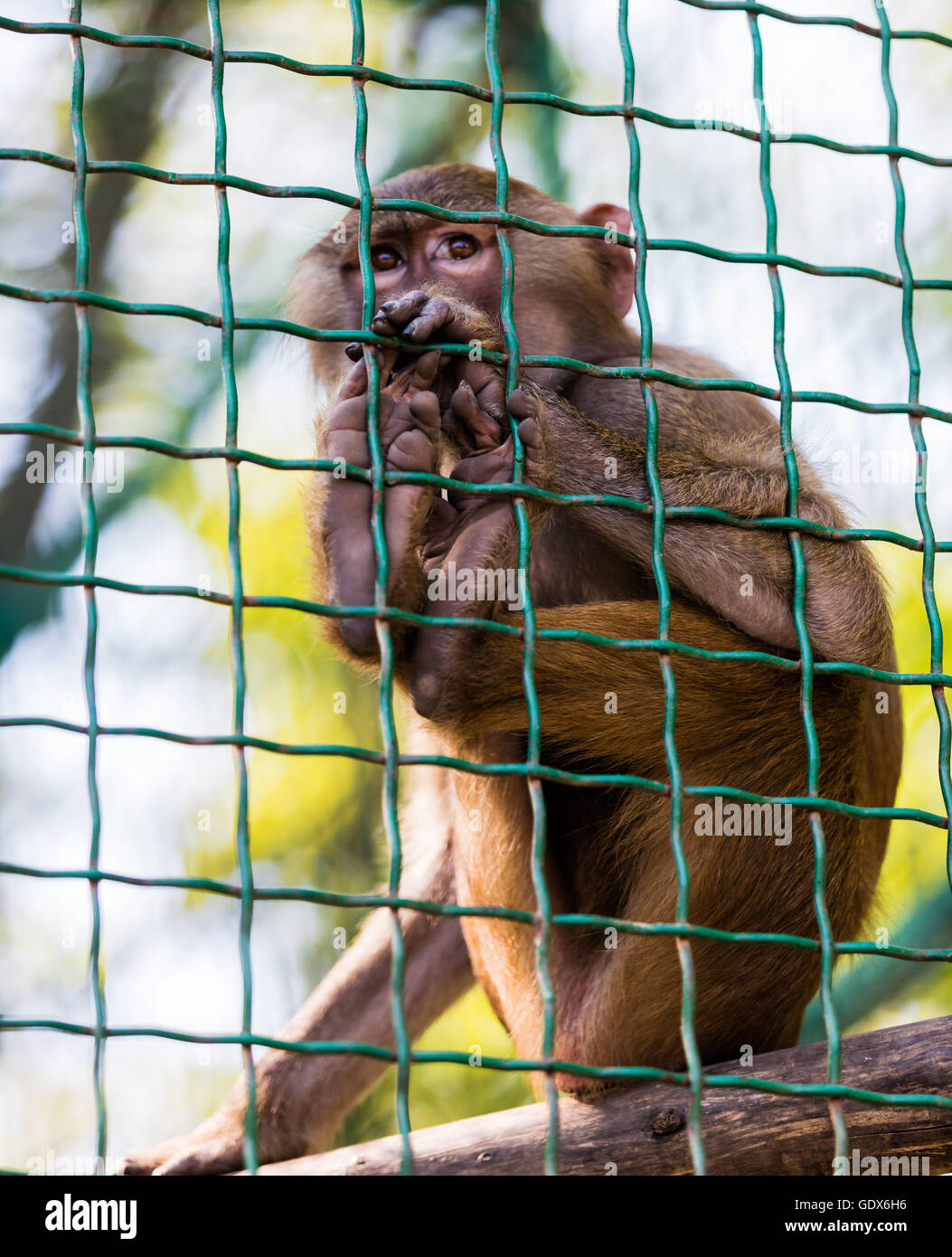 Monkey baboon hi-res stock photography and images - Alamy