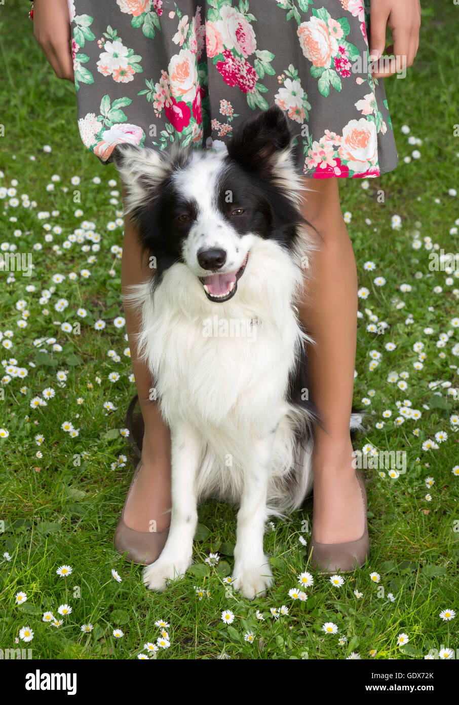 Great border collie dog sitting between the legs of his female boss ...
