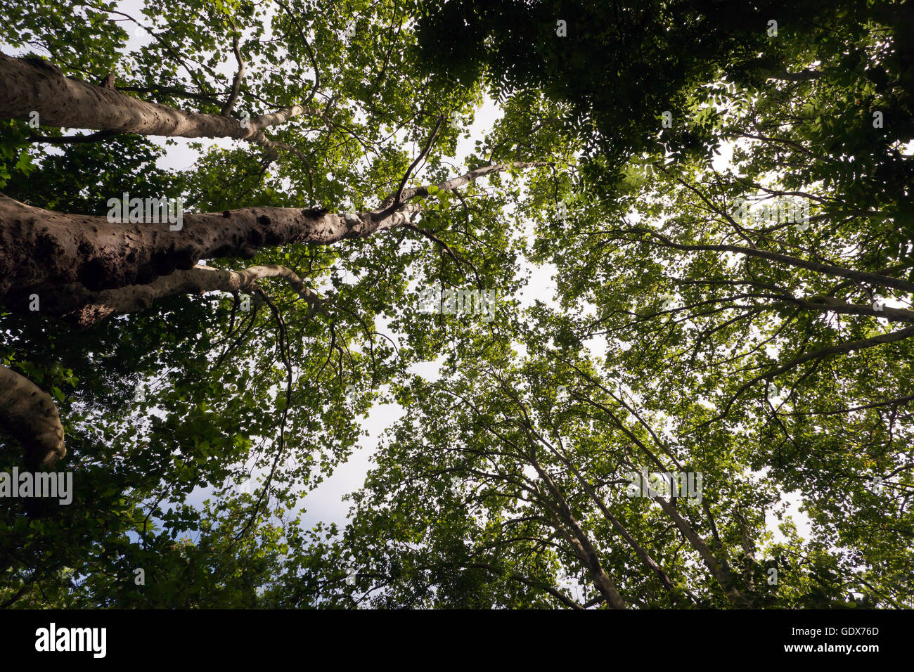 View looking up into the tree canopy on One Tree Hill Nature Reserve ...