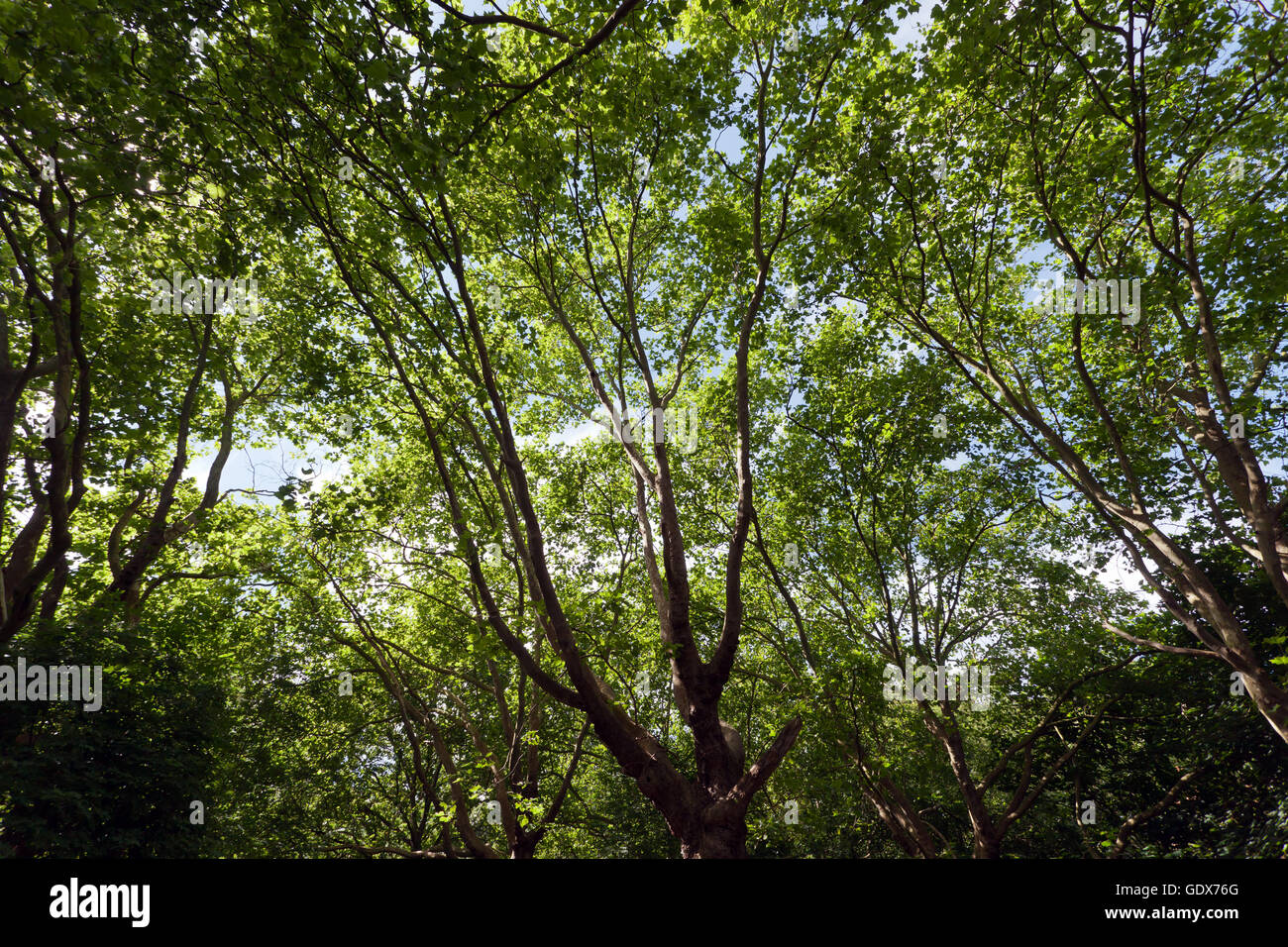 View looking up into the tree canopy on One Tree Hill Nature Reserve ...