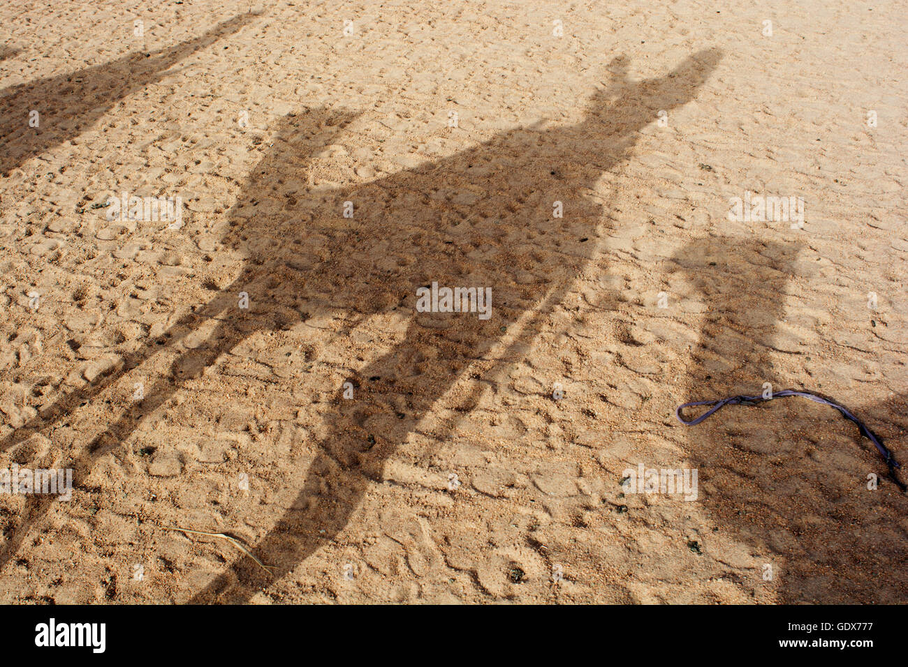 Camel shadow on the sand dune in Sahara Desert Stock Photo - Alamy