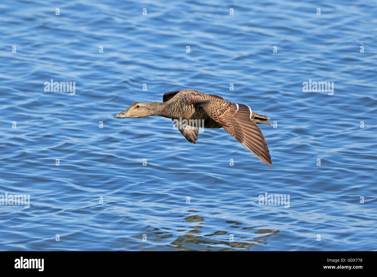 Female Common Eider duck in flight Stock Photo - Alamy