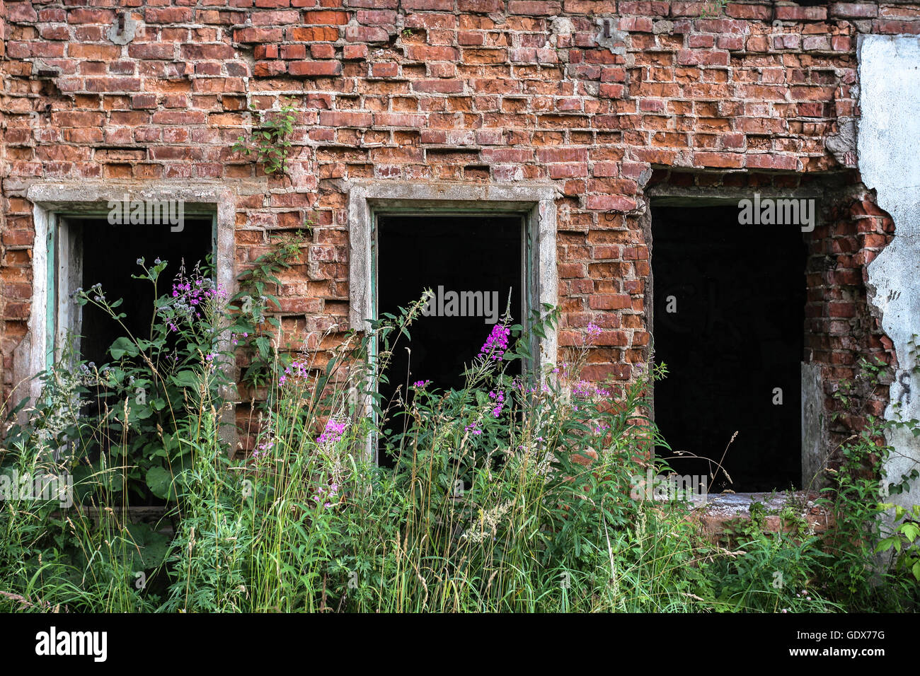 flowers on ruins Stock Photo - Alamy