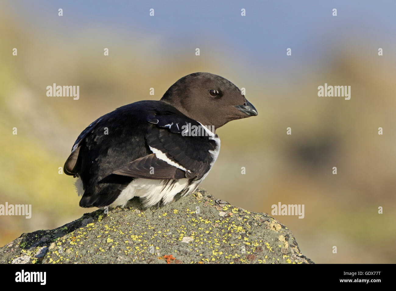 Little Auk perched on a scree mountain side Stock Photo - Alamy