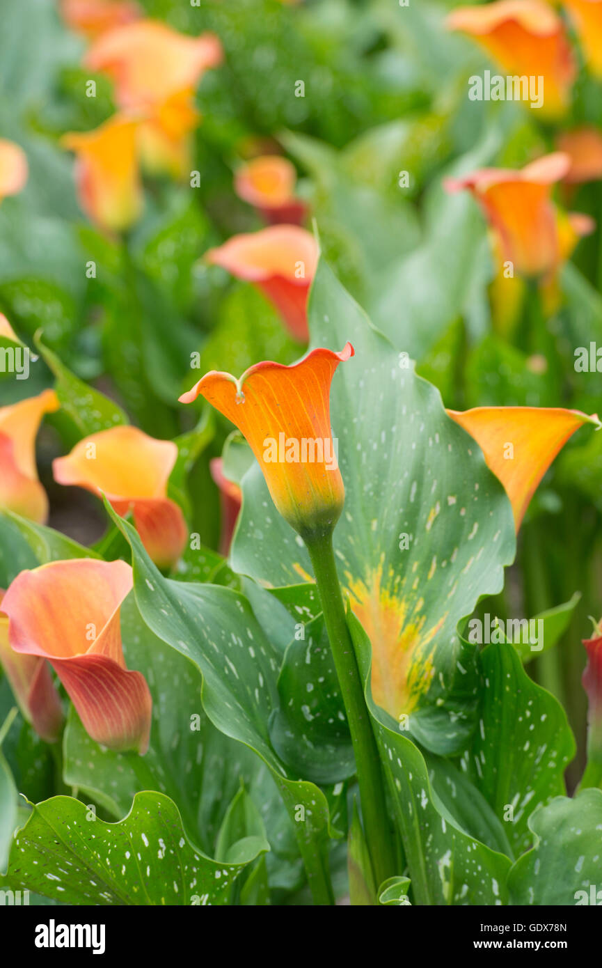 Zantedeschia Captain Beatrix. Calla lily / Arum lily Stock Photo - Alamy