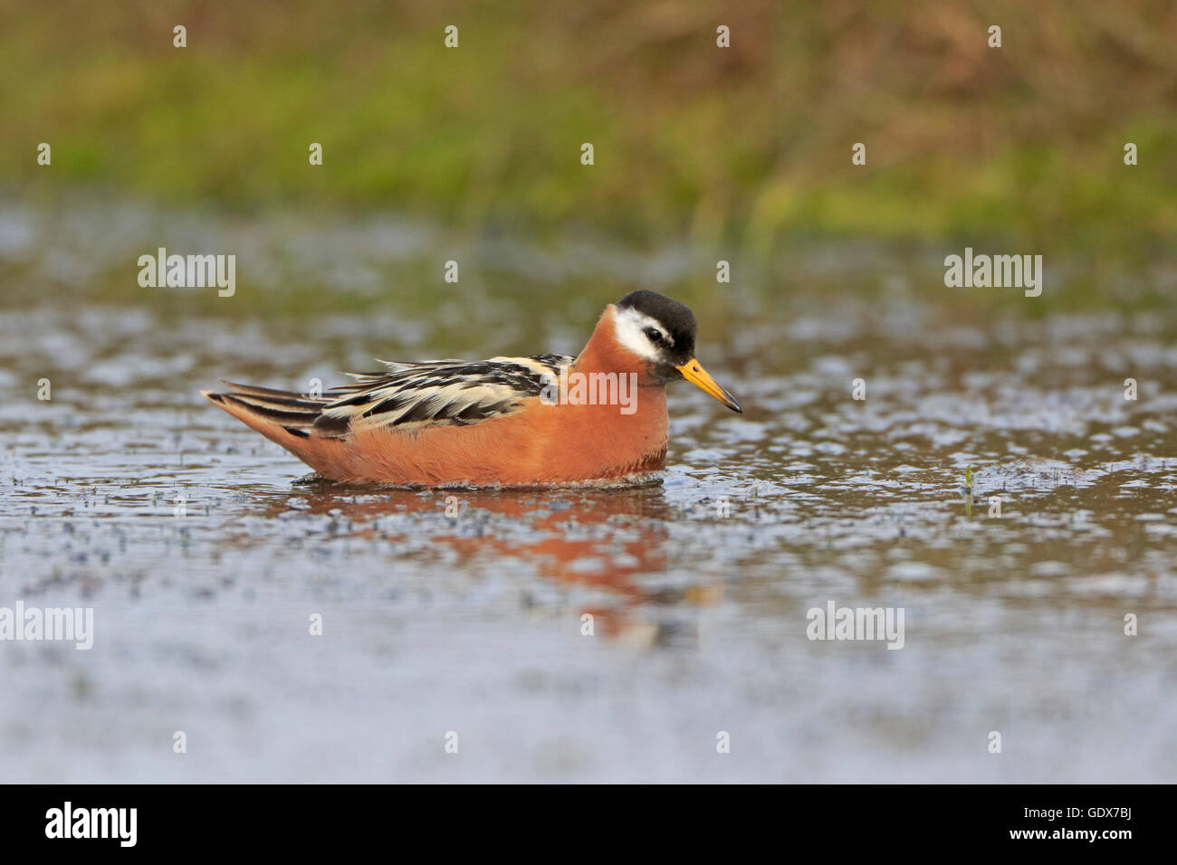 Female Red Phalarope in summer plumage Stock Photo - Alamy