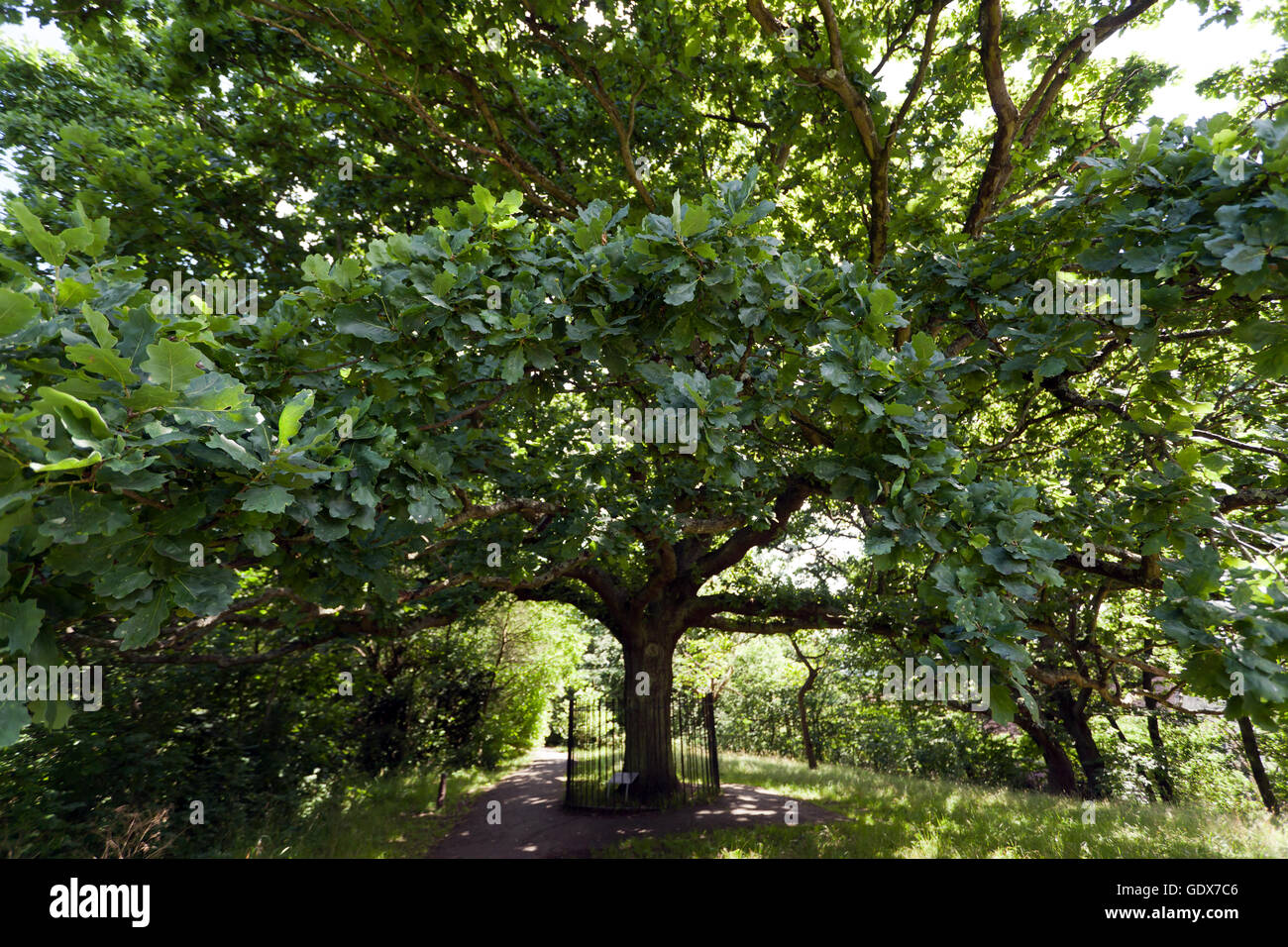Honor oak hi-res stock photography and images - Alamy