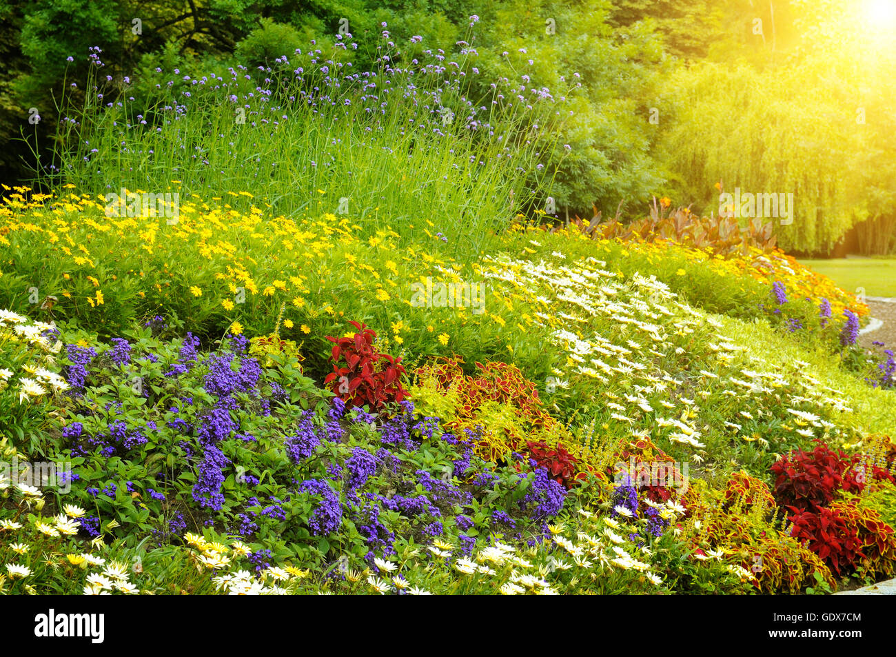 beautiful background of bright garden flowers Stock Photo - Alamy