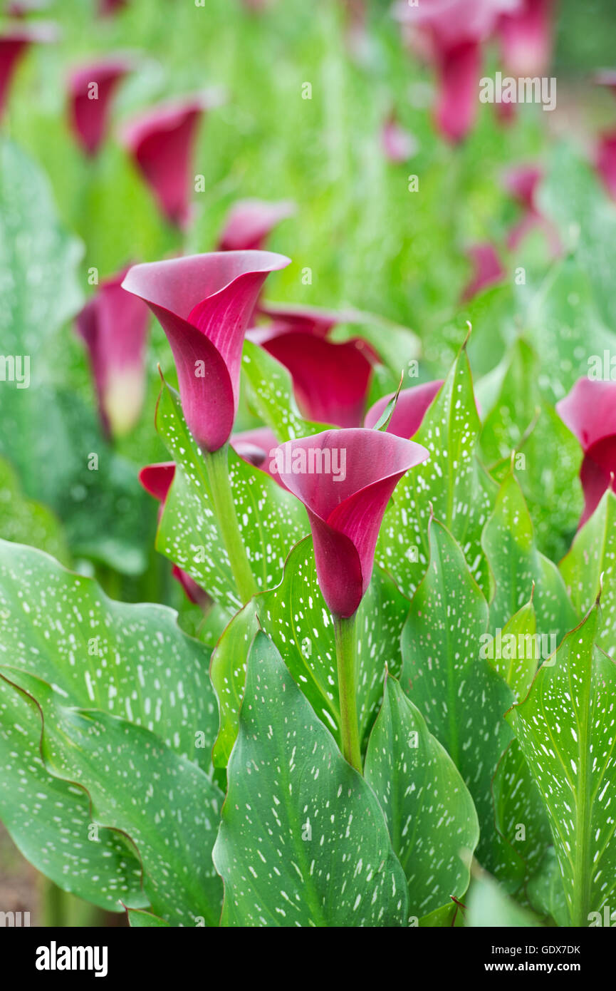 Zantedeschia Orient Express. Calla lily / Arum lily Stock Photo - Alamy