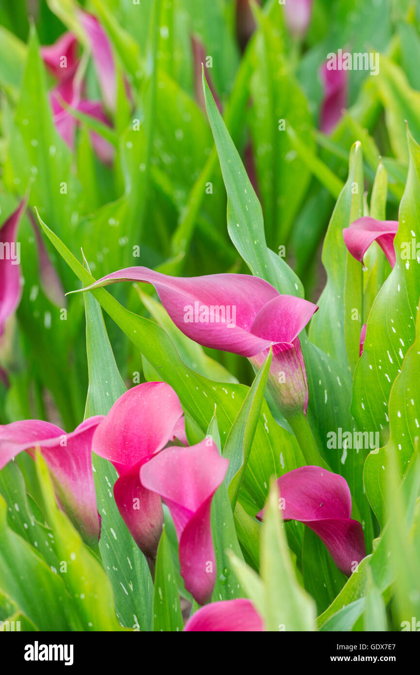 Zantedeschia Royal Princess. Calla lily / Arum lily Stock Photo - Alamy