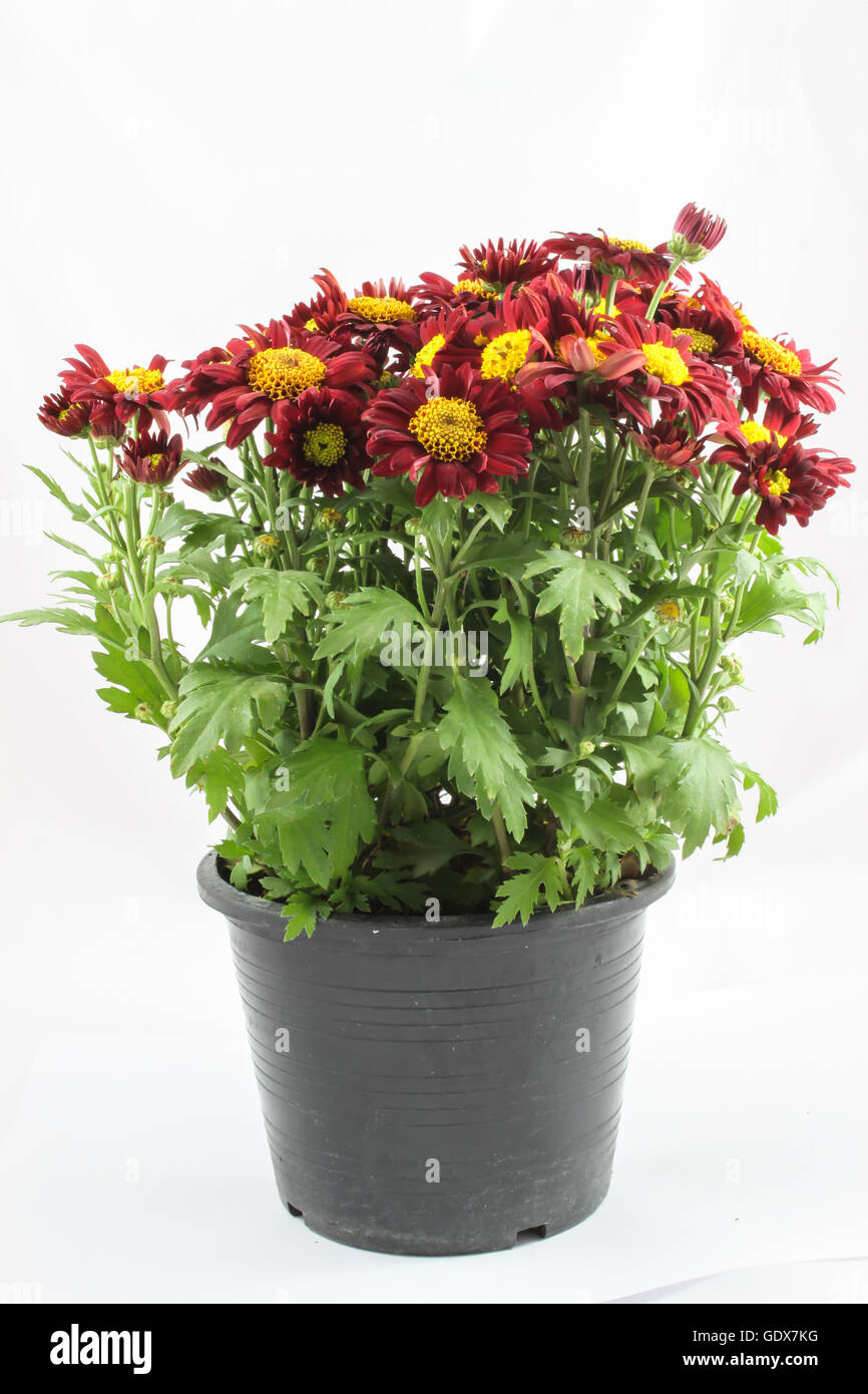 Chrysanthemum in pot on white background Stock Photo - Alamy