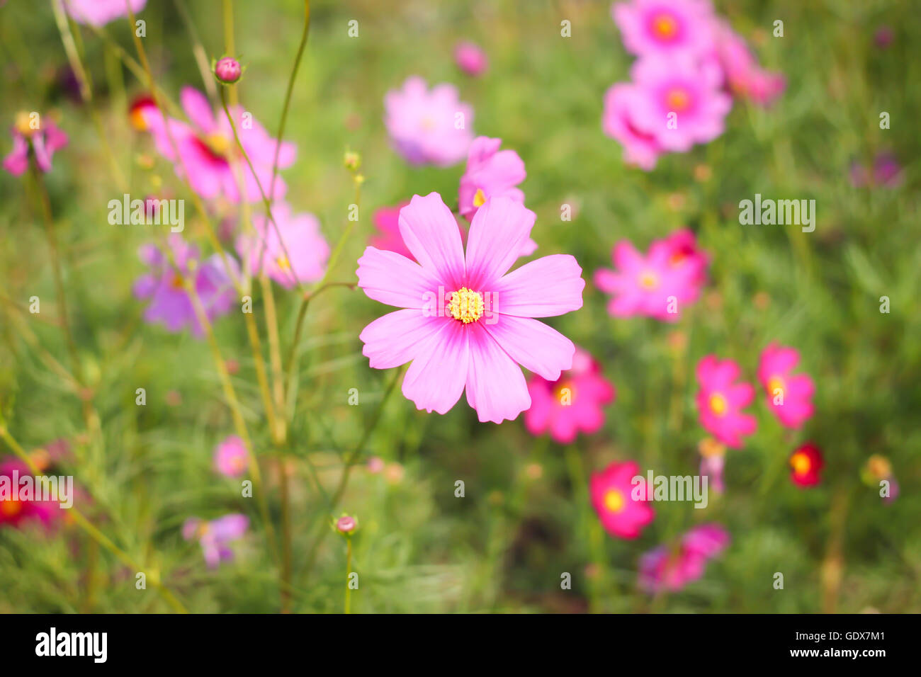 Isolated red cosmos flower hi-res stock photography and images - Alamy