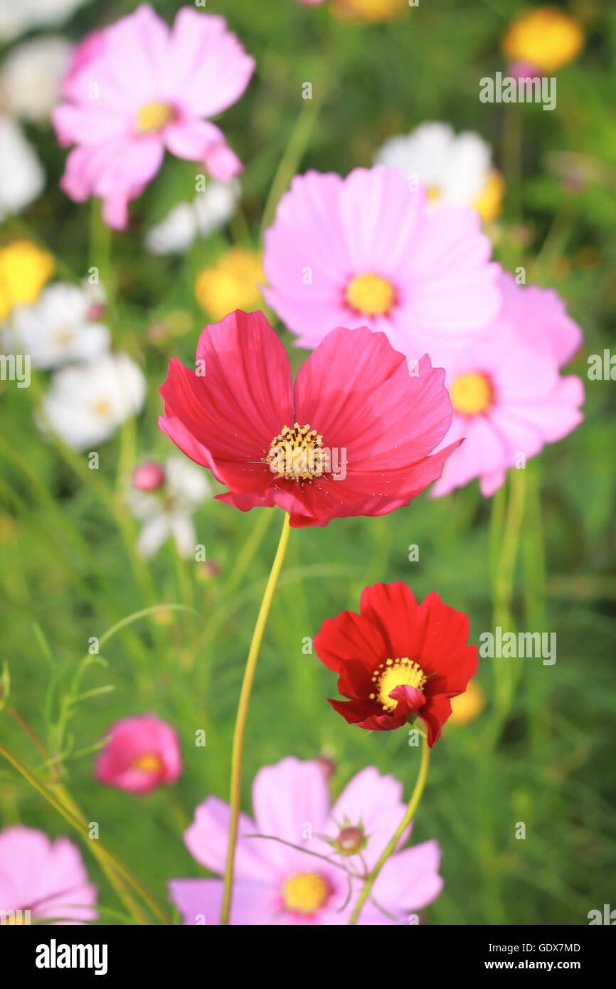 cosmos flower in garden Stock Photo - Alamy