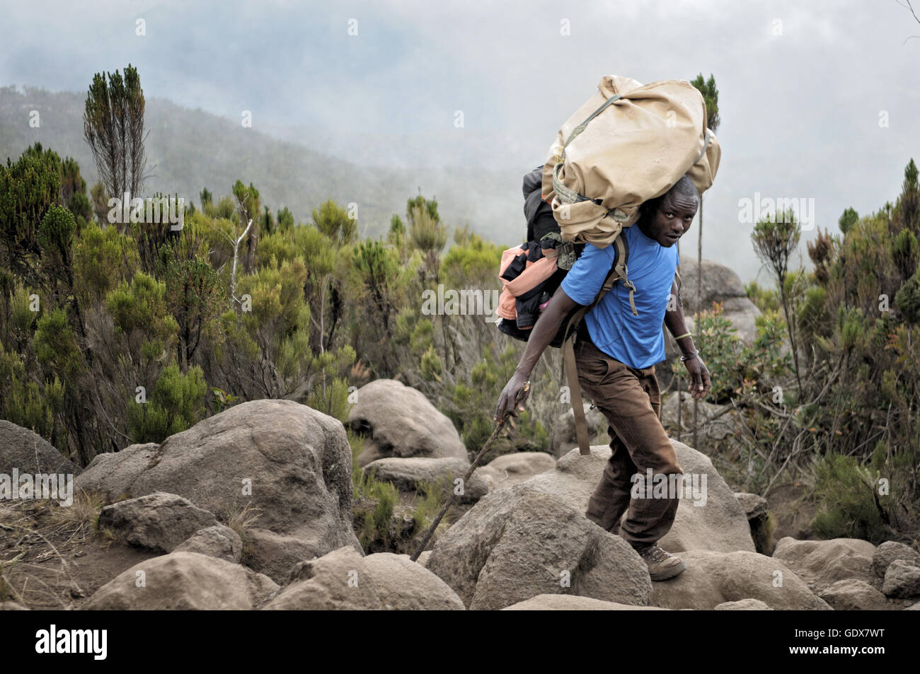 Porter carrying bags and walking on rocks in the heath and moorland ...