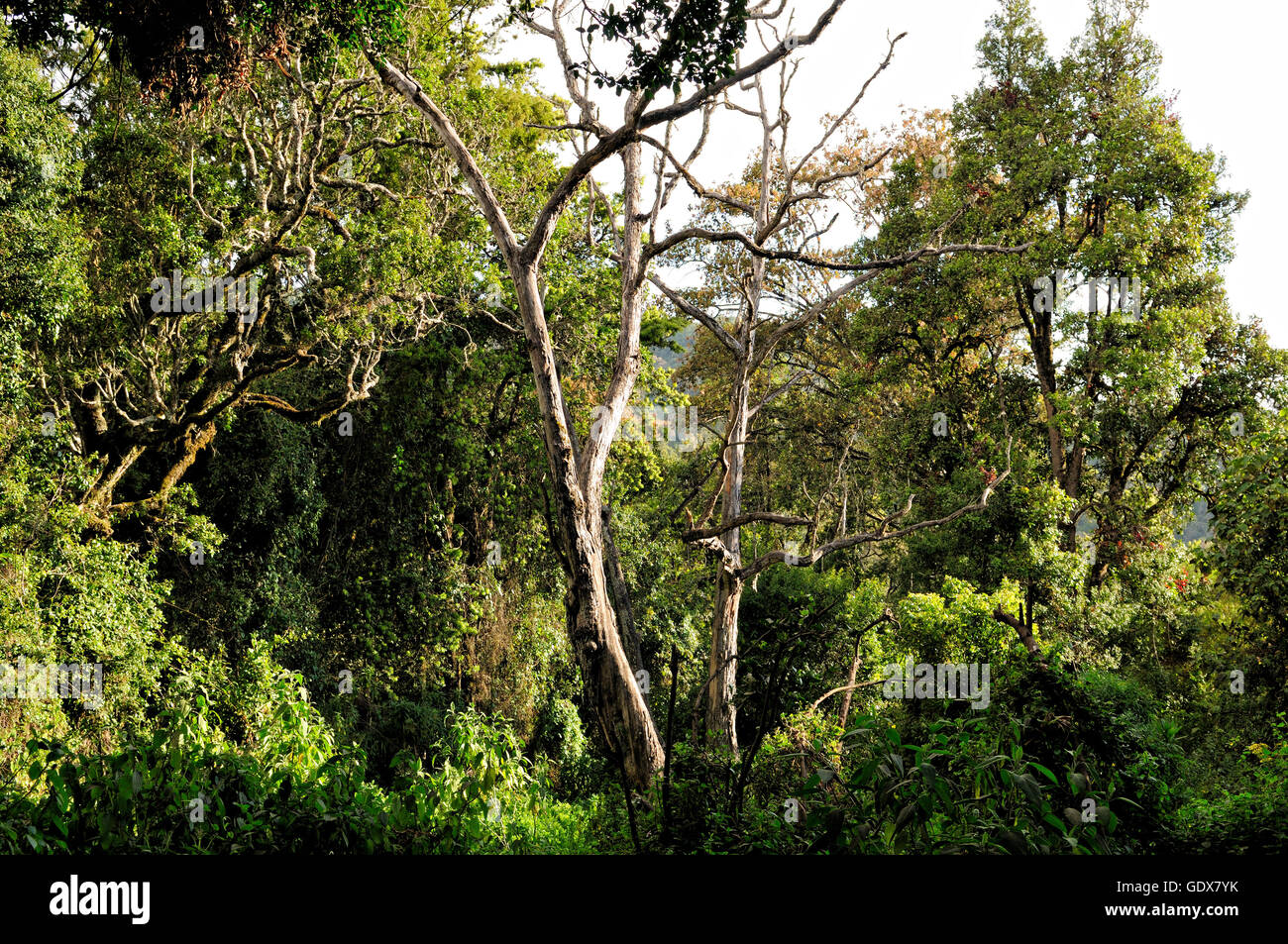 Plant of lower montane rainforest hi-res stock photography and images ...