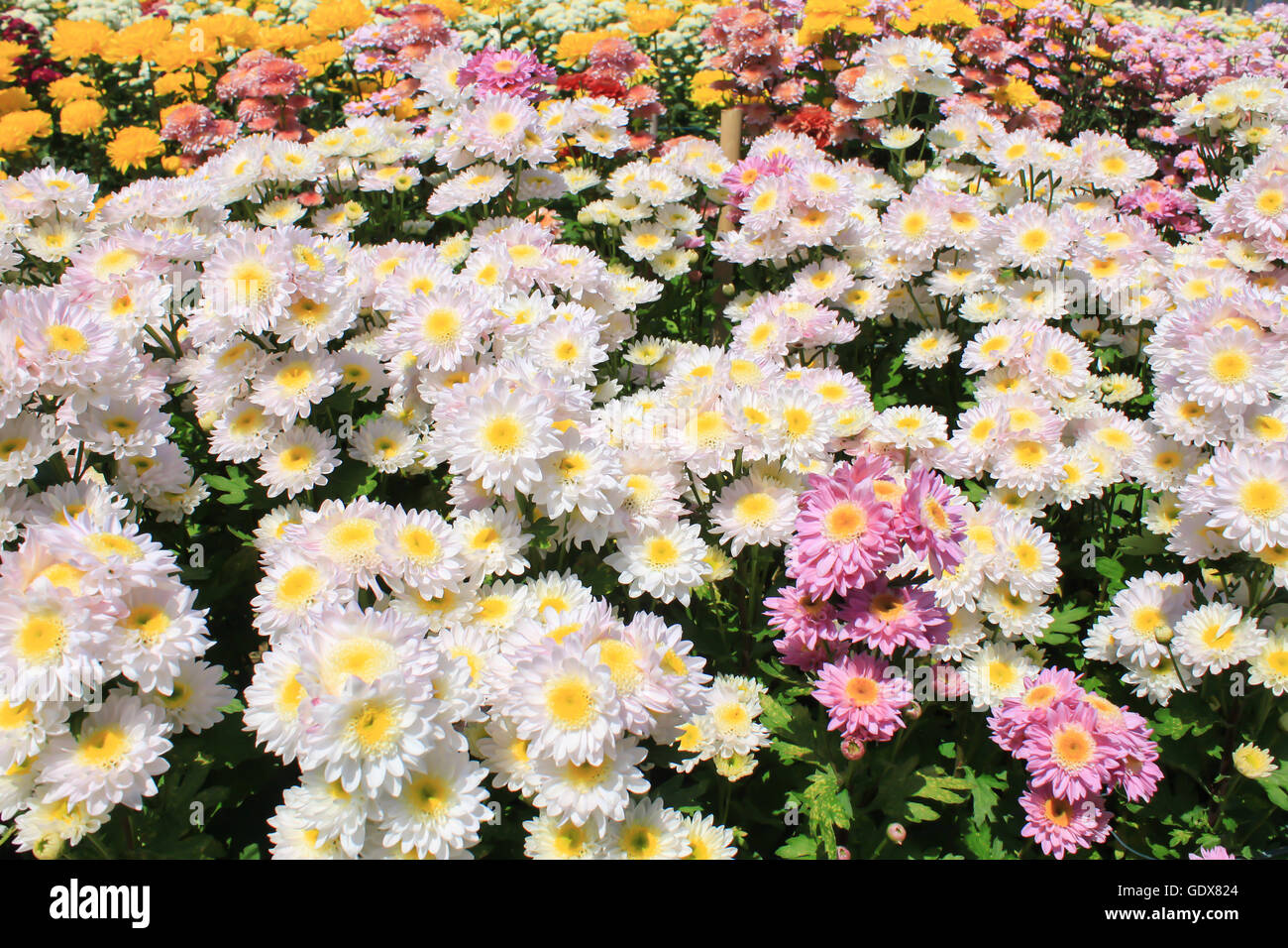 Multi colored flower pattern hi-res stock photography and images - Alamy
