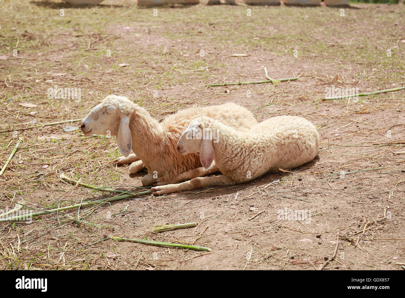 Sleep Sheep on the Farm Stock Photo - Alamy