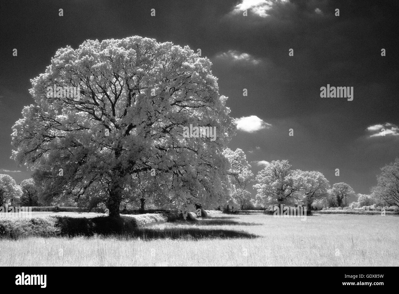 Red field with trees hi-res stock photography and images - Alamy
