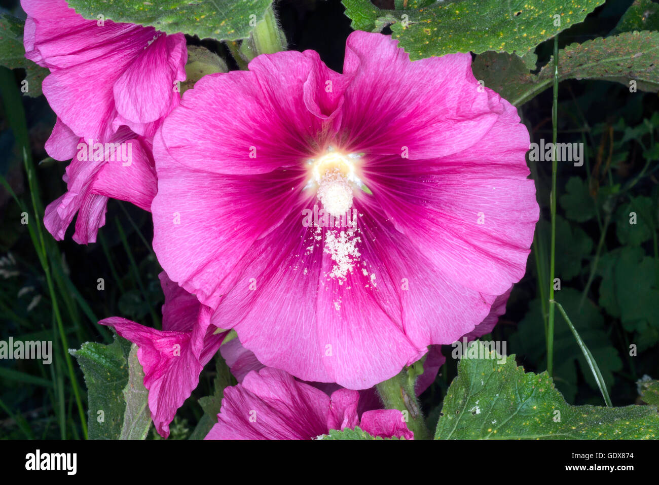 Common hollyhock, Alcea rosea Stock Photo - Alamy