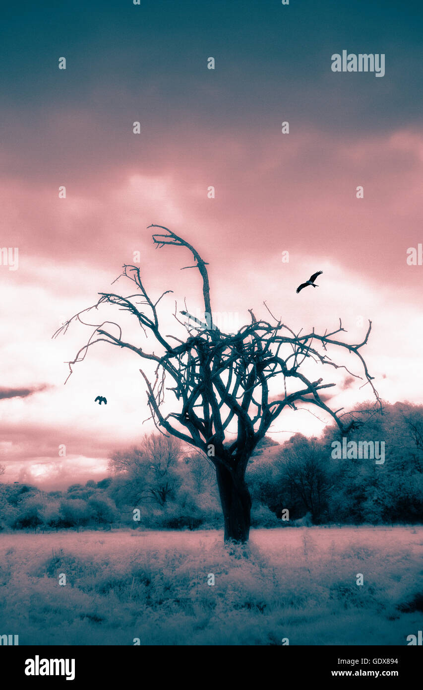 Mysterious tree hi-res stock photography and images - Alamy