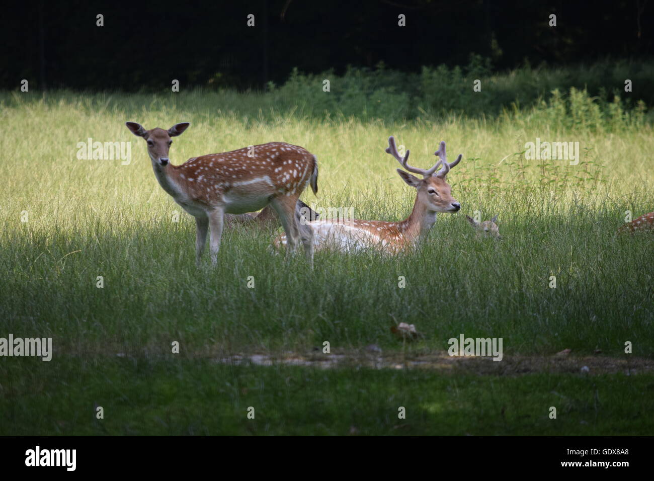 Buck and doe hi-res stock photography and images - Alamy