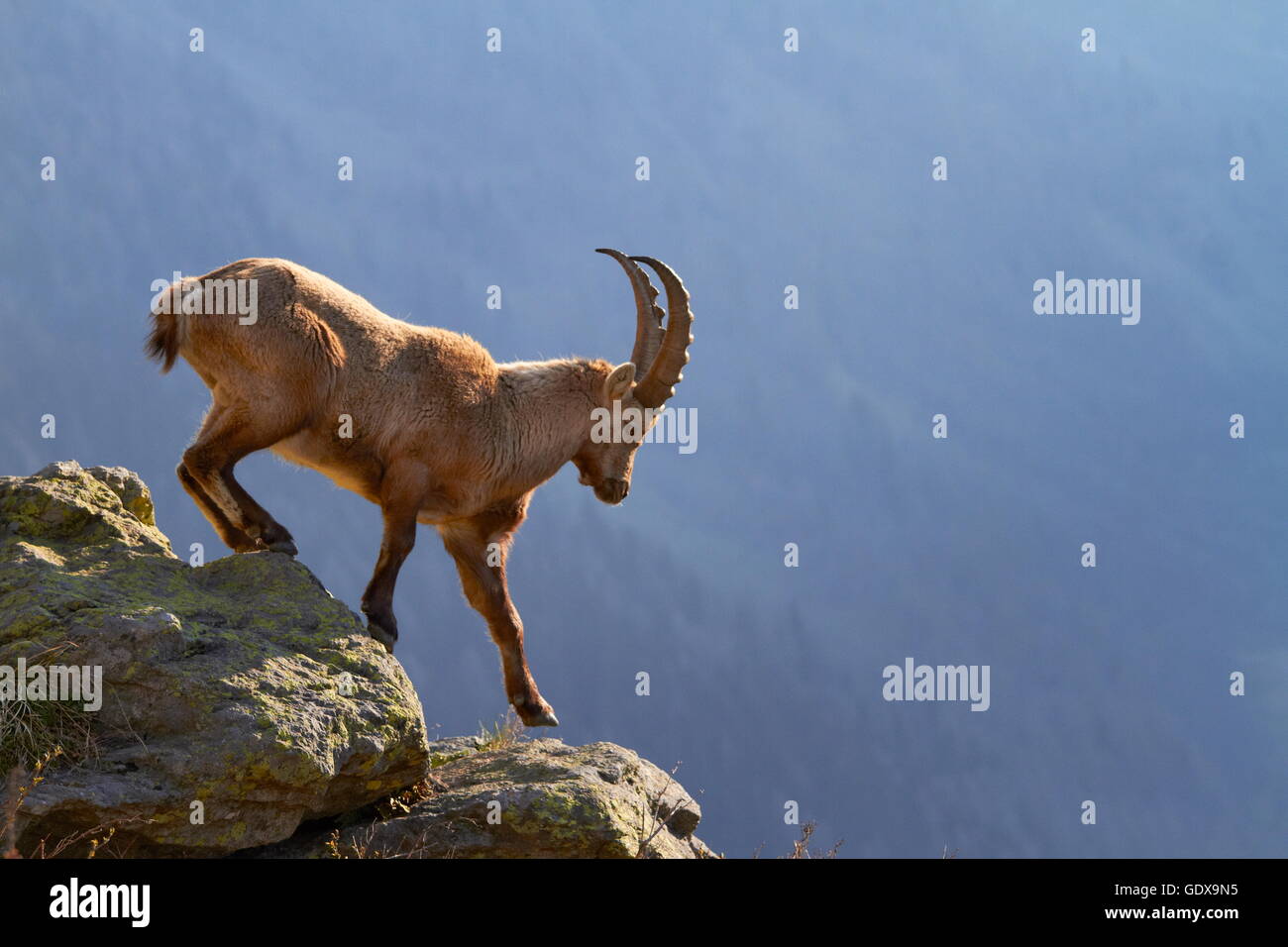 Zoology / animals, mammal / mammalian (mammalia), Mountain goat, Ibex ...