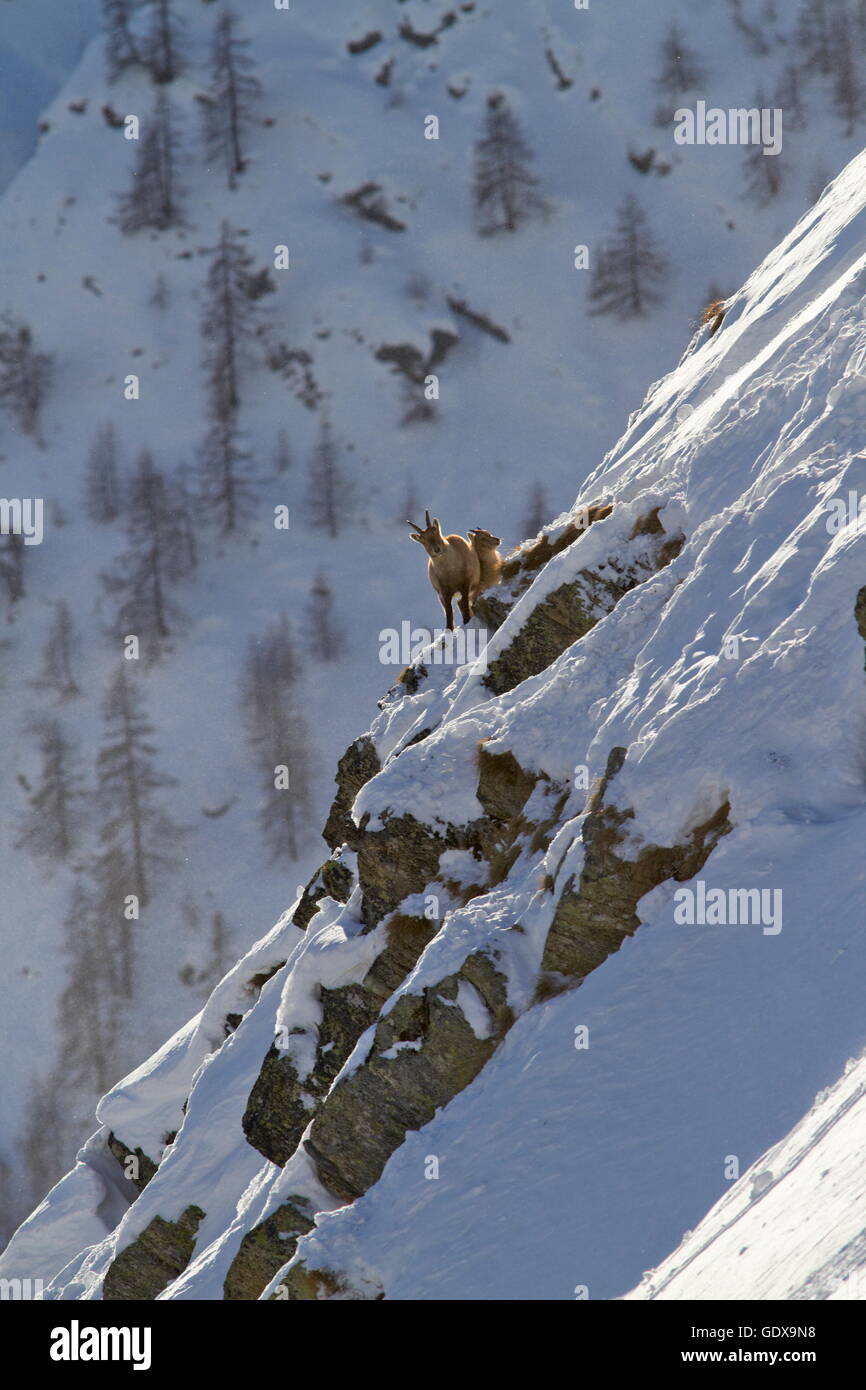 Zoology / animals, mammal / mammalian (mammalia), Ibex, mountain goat ...