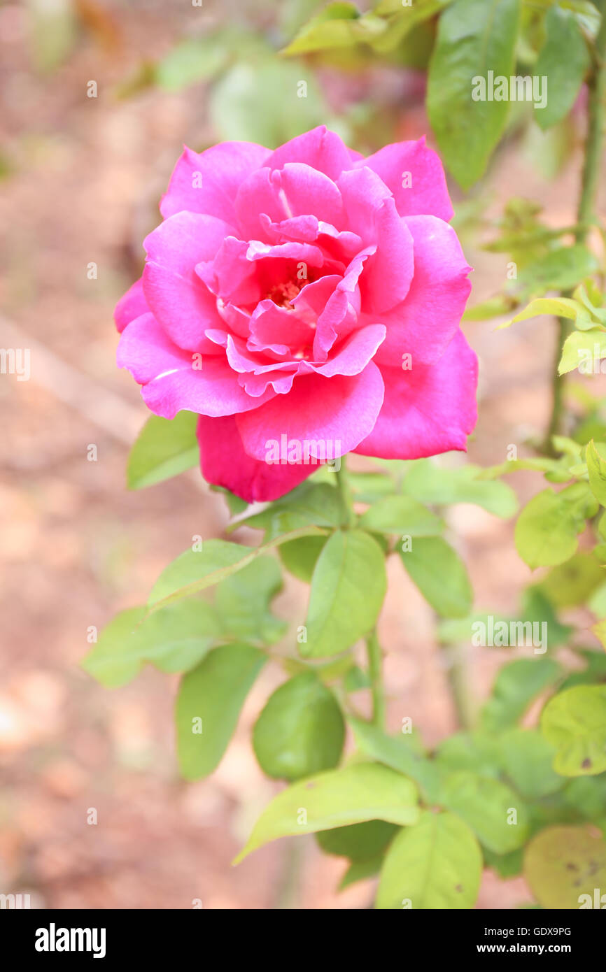 sweet pink rose, vintage Stock Photo - Alamy