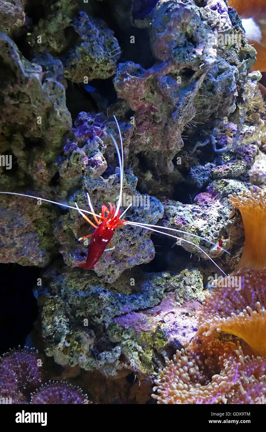Scarlet cleaner shrimp on rock hi-res stock photography and images - Alamy