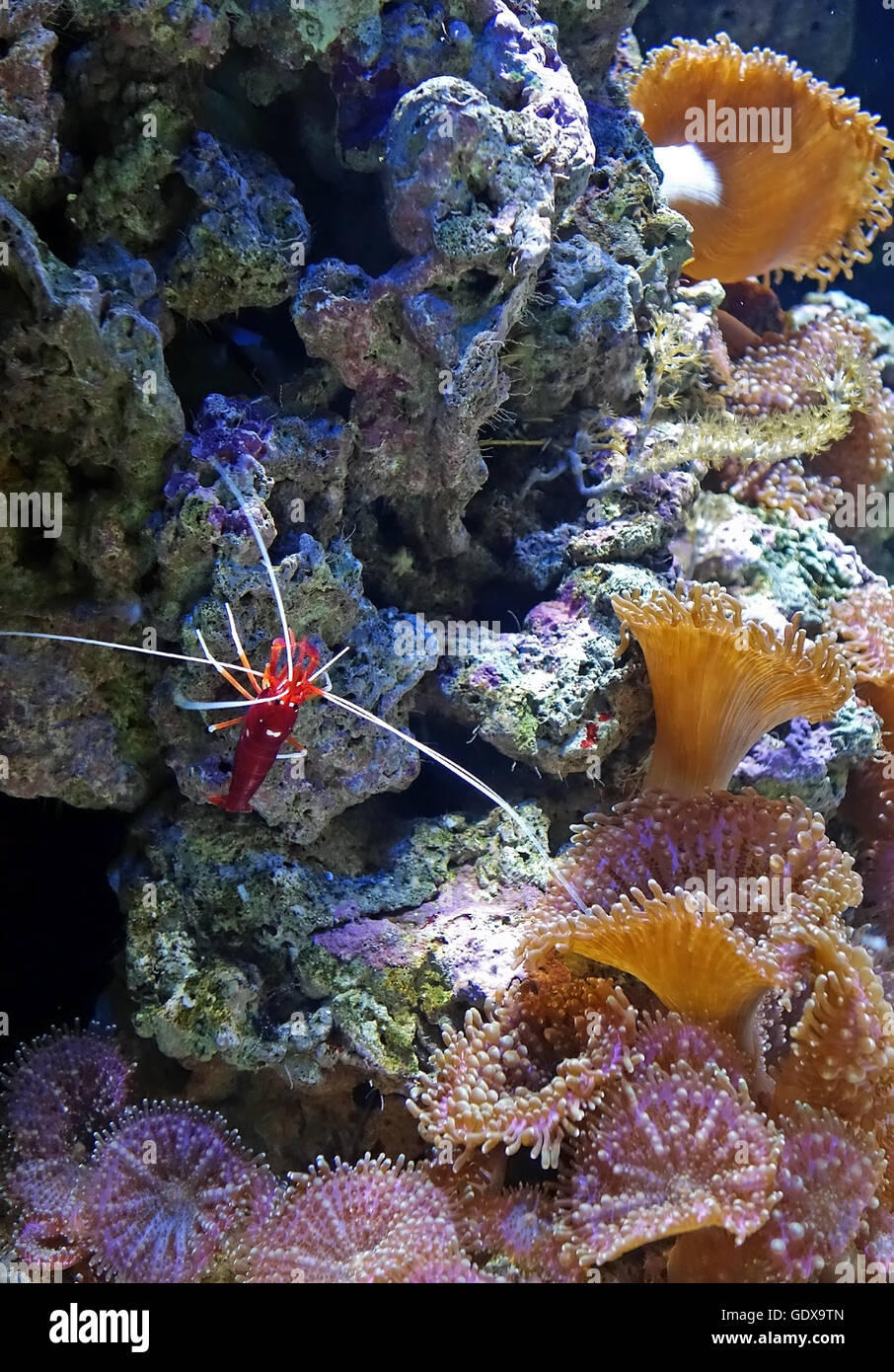 Blood Red Fire Shrimp High Resolution Stock Photography and Images - Alamy
