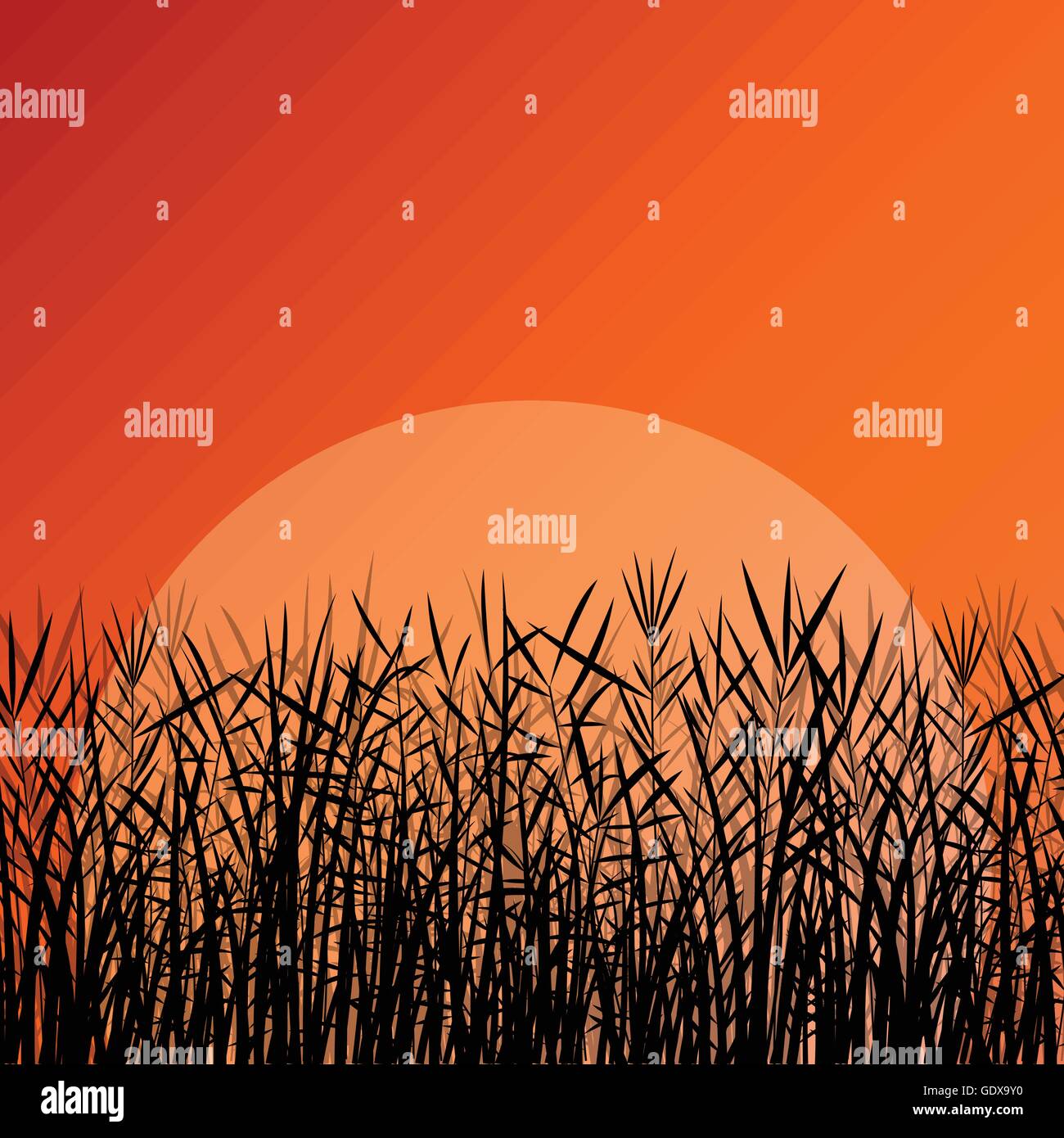 Lake reed and wild water plants detailed silhouettes outdoor ...