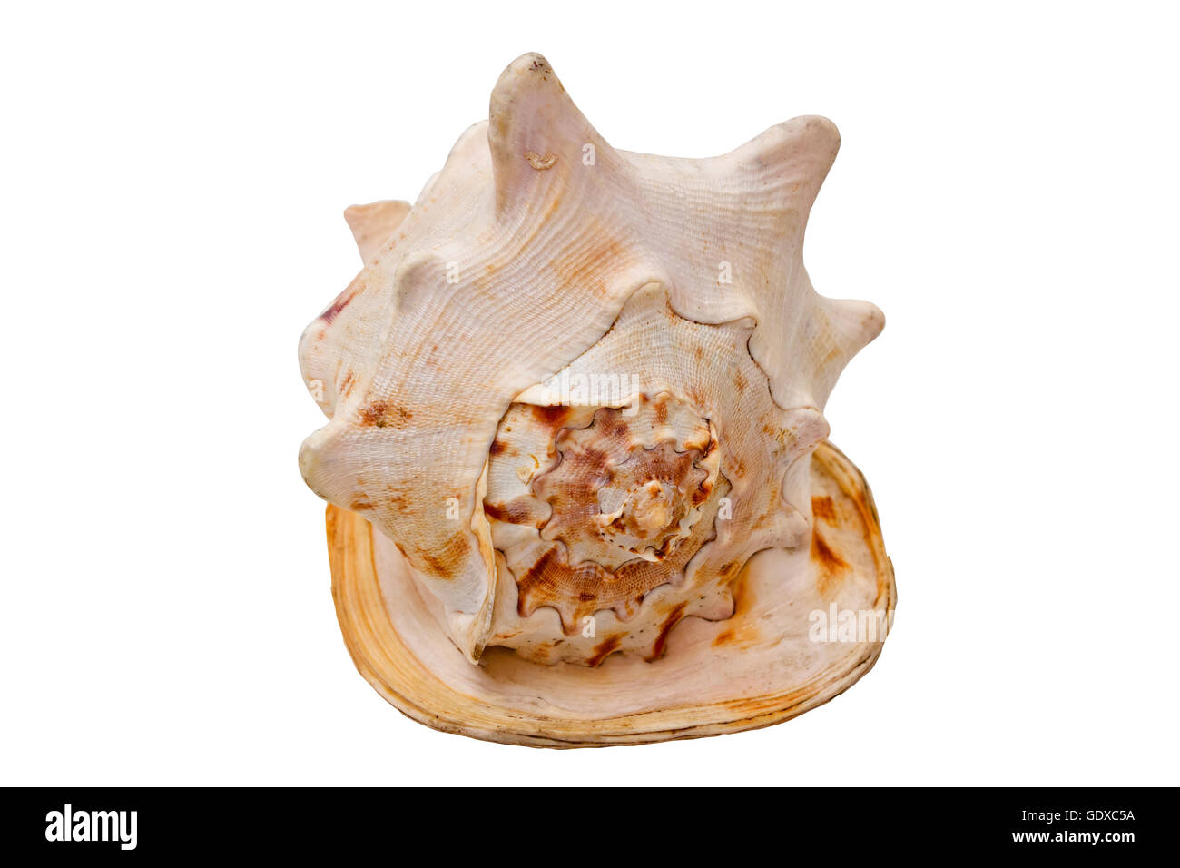Large sea shell on a white background Stock Photo - Alamy