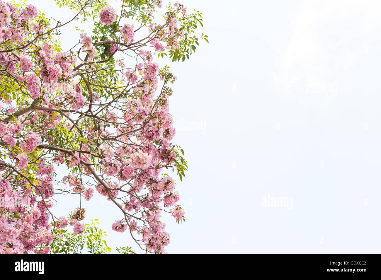 Tree with pink blossom flowers in Spring on white background Stock ...