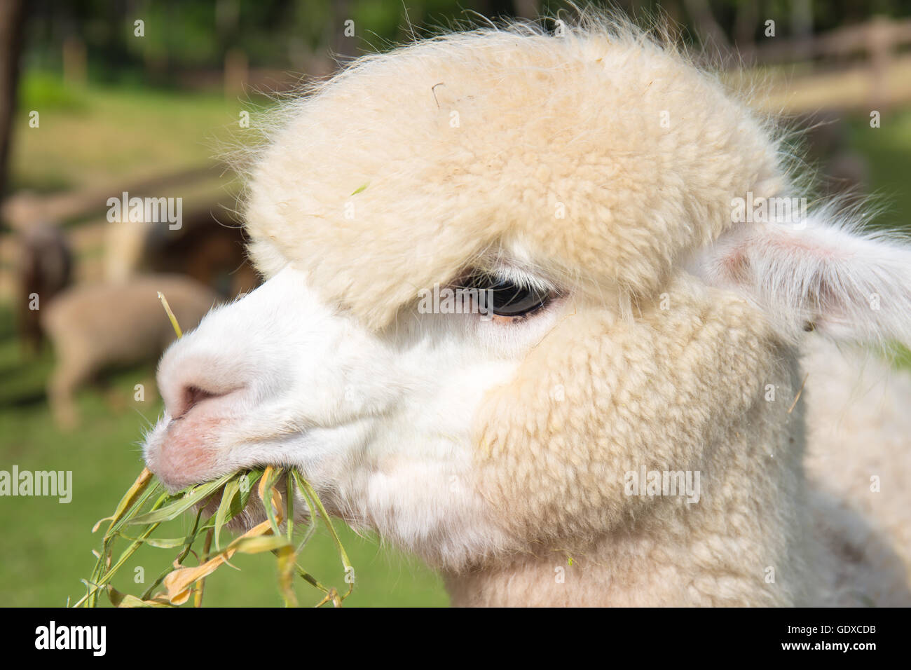 close up alpaca eating grass Stock Photo - Alamy