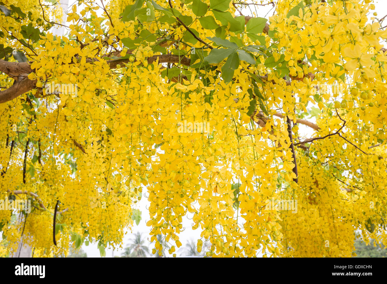 Cassia fistula flower Stock Photo - Alamy