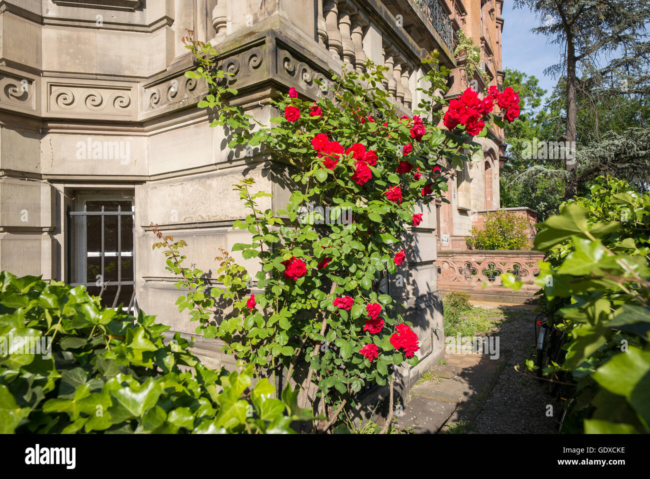 Rosebush hi-res stock photography and images - Alamy