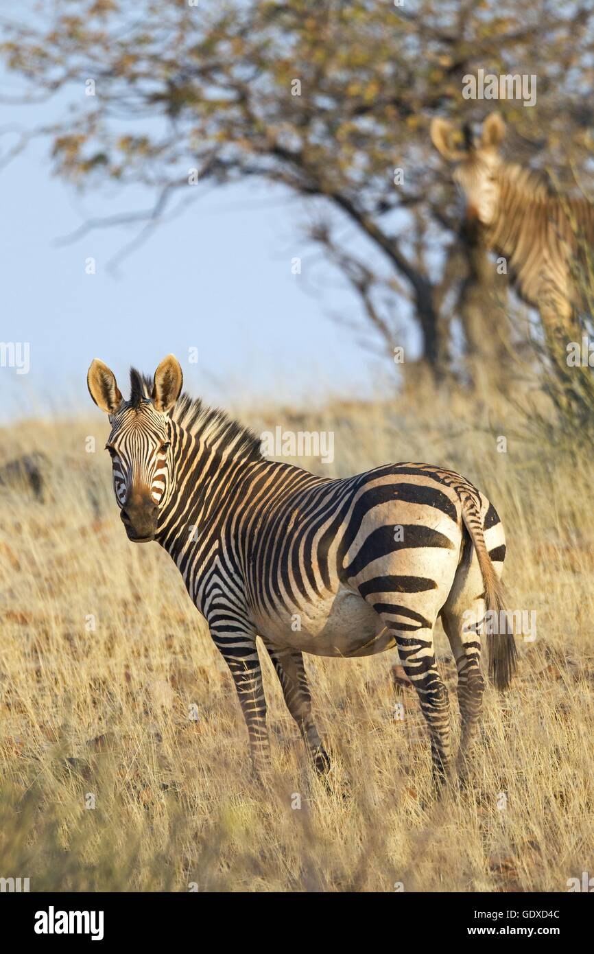 Hartmann's Mountain Zebra Stock Photo - Alamy