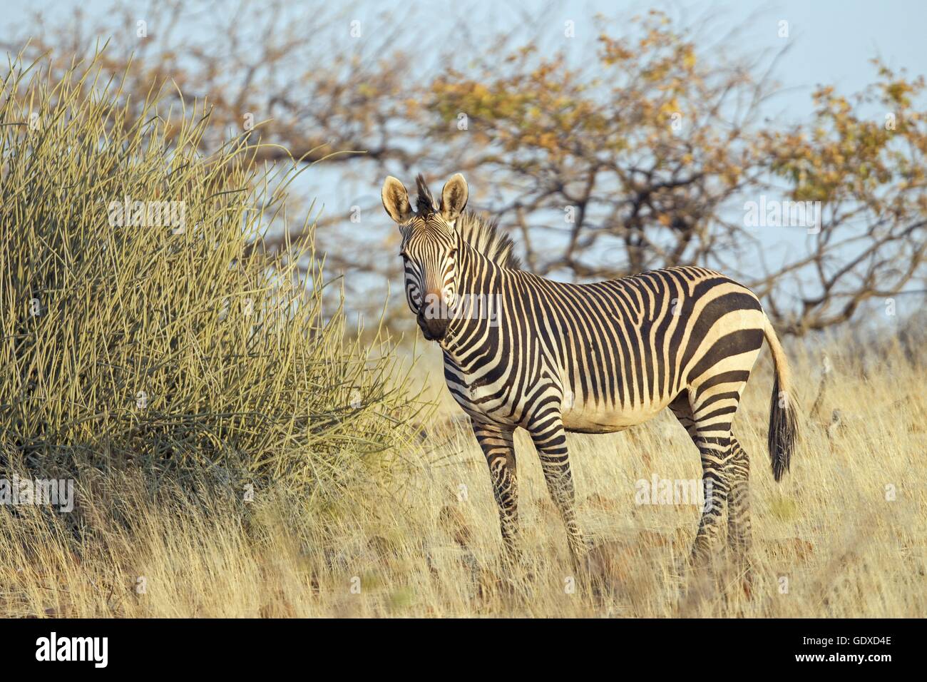 Hartmann's Mountain Zebra Stock Photo - Alamy