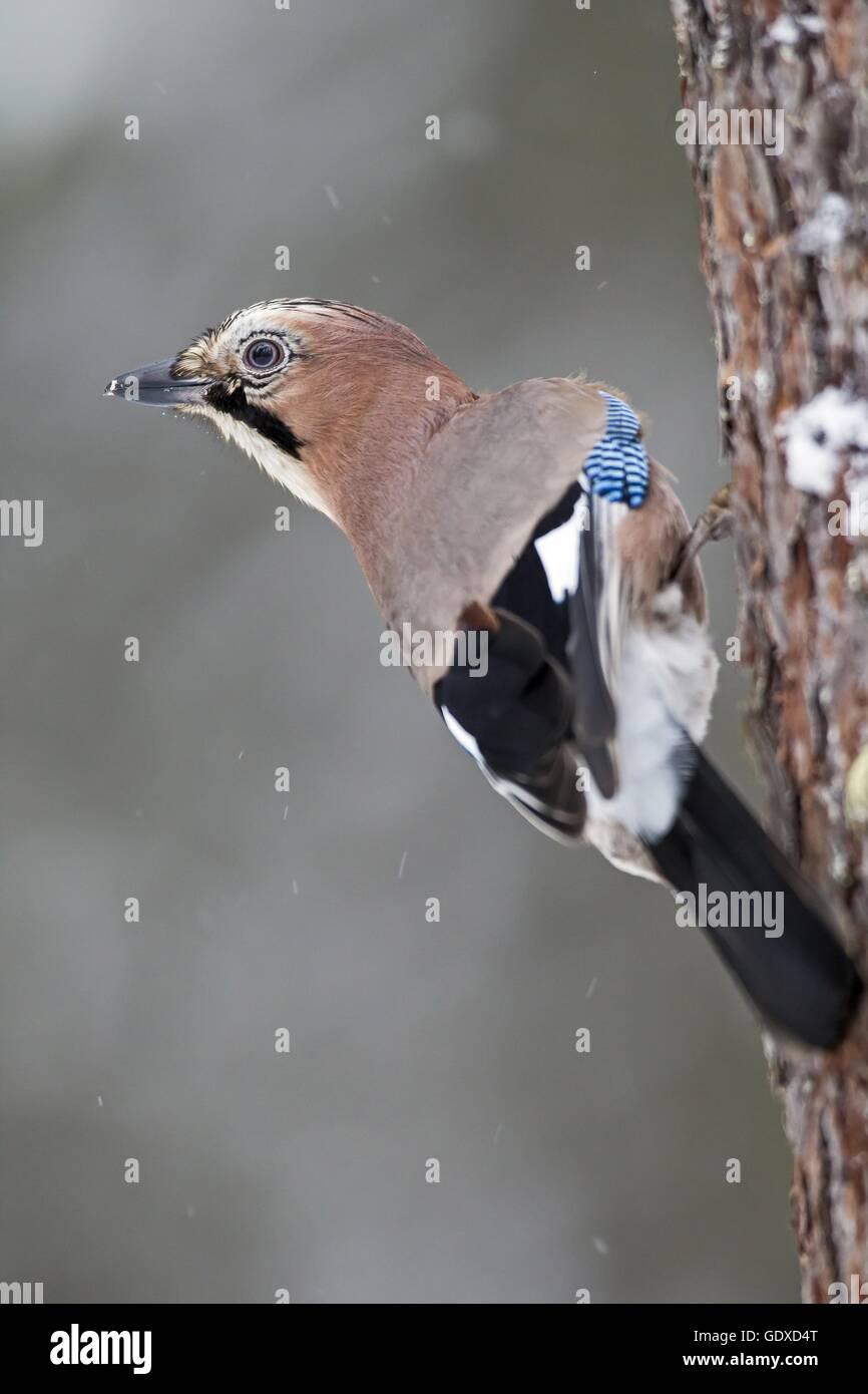 Back view of a jay hi-res stock photography and images - Alamy
