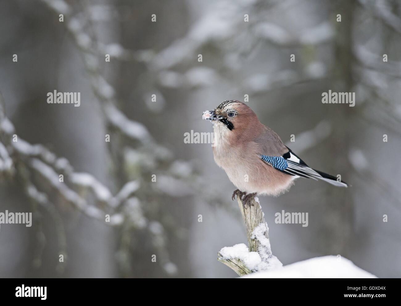 Jaybirds hi-res stock photography and images - Alamy