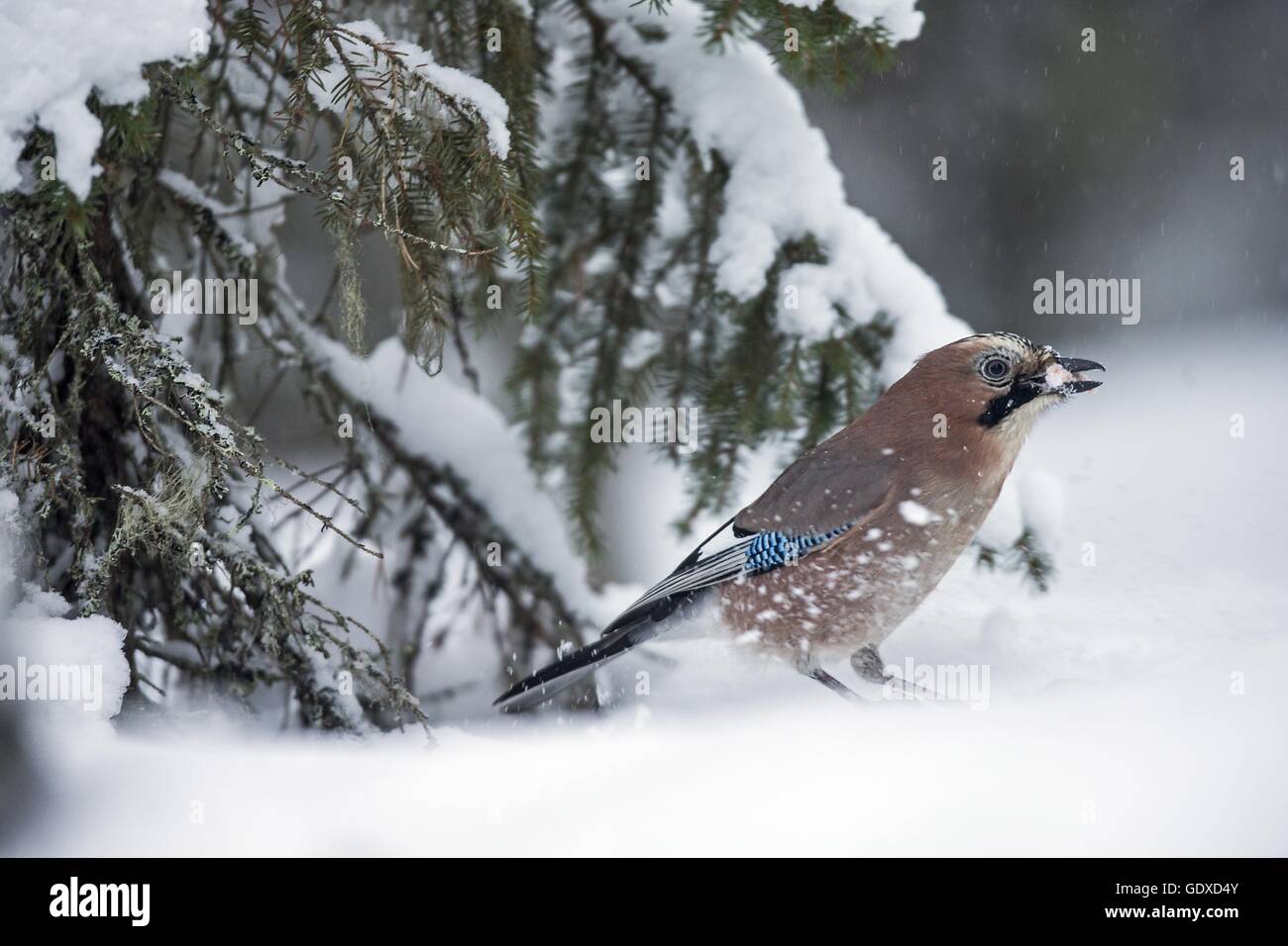 Jaybirds hi-res stock photography and images - Alamy