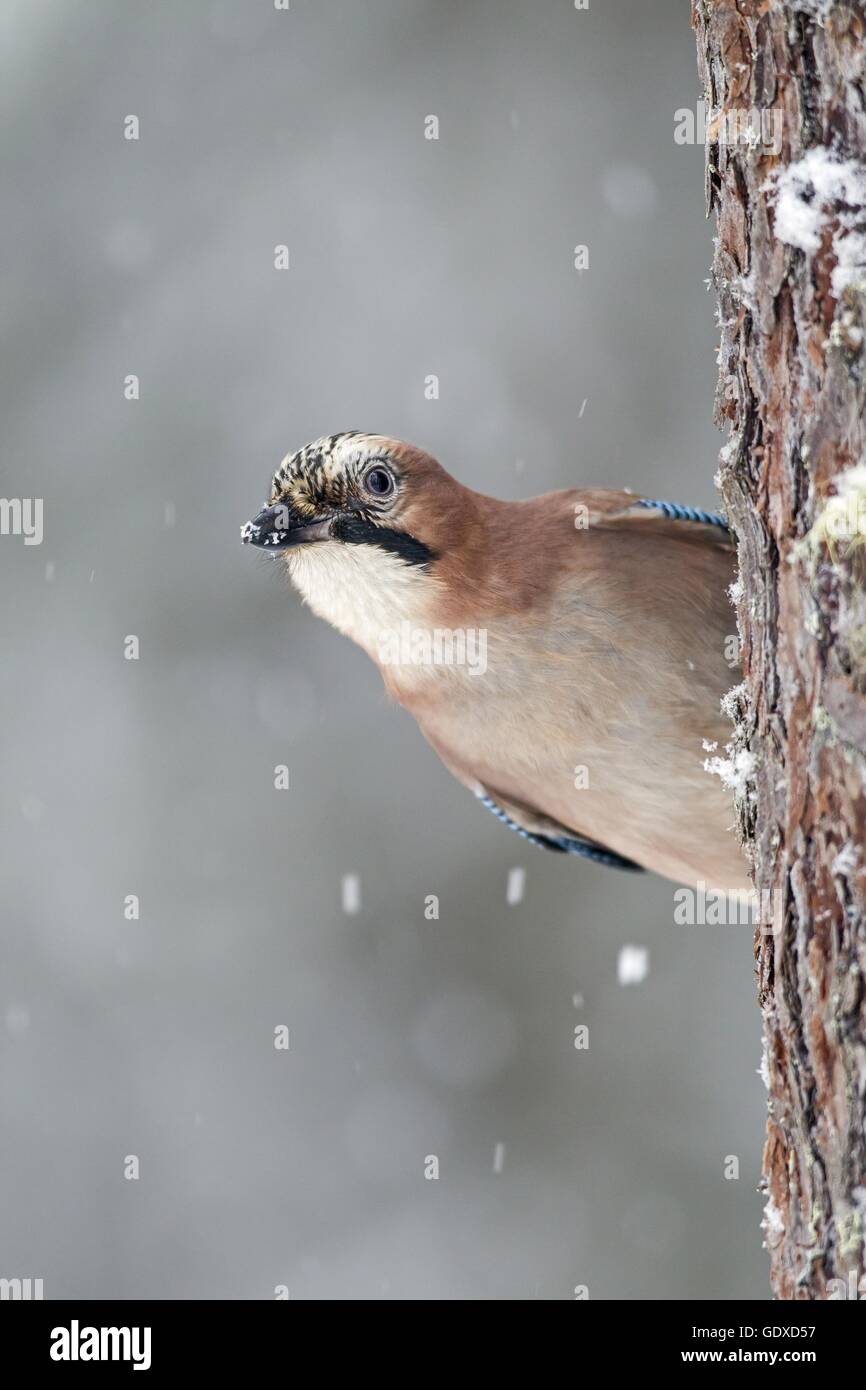 Jaybirds hi-res stock photography and images - Alamy