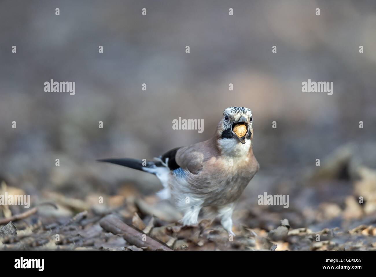 Jaybirds hi-res stock photography and images - Alamy