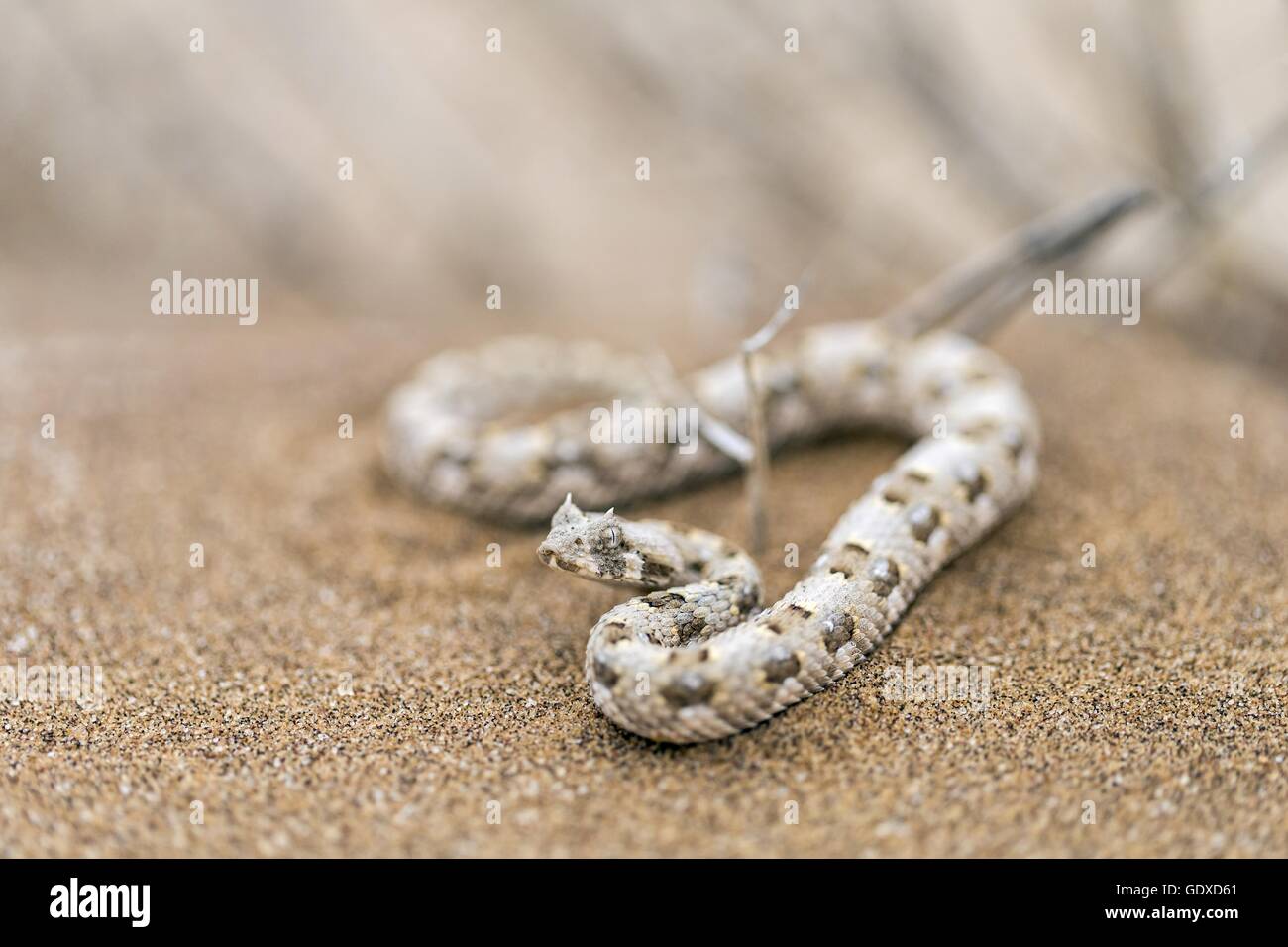 Horned puff adder hi-res stock photography and images - Alamy