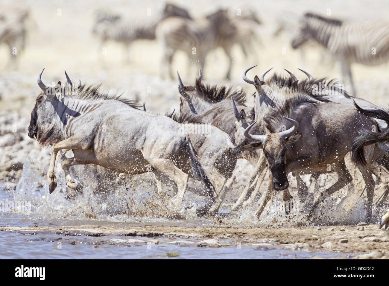 Wildebeests running hi-res stock photography and images - Alamy