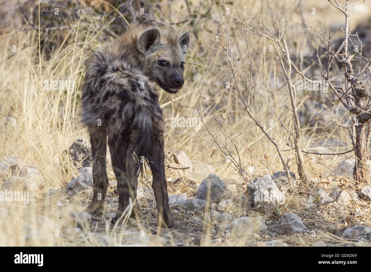 Spotted hyenas prey hi-res stock photography and images - Alamy