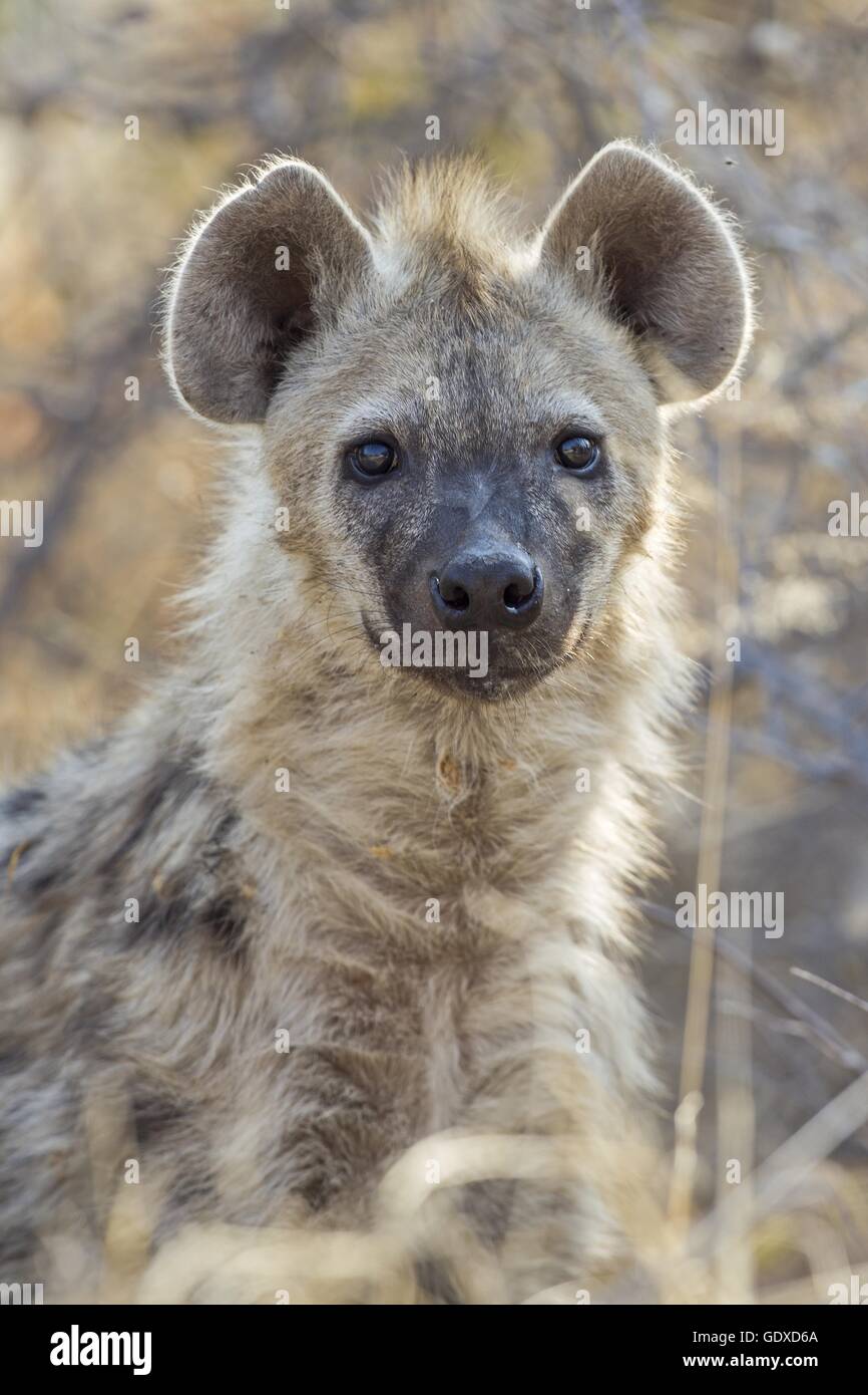 Spotted hyenas prey hi-res stock photography and images - Alamy