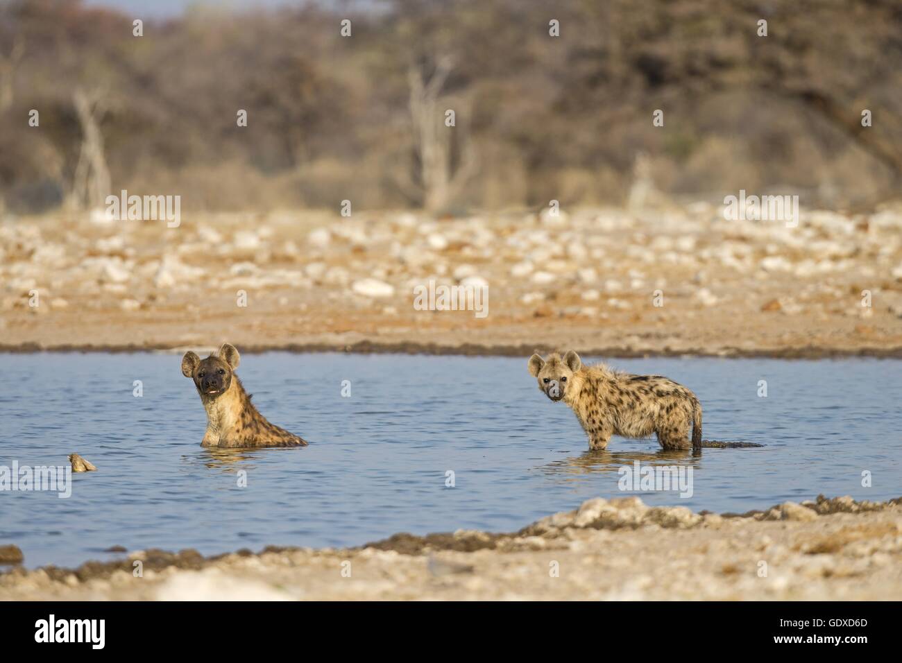 Hyena bath hi-res stock photography and images - Alamy