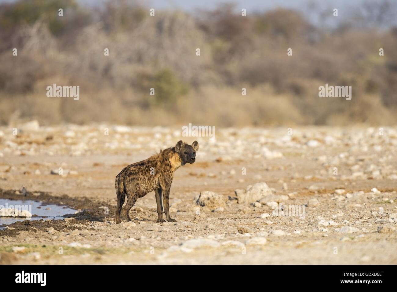 Side view spotted hyena standing hi-res stock photography and images ...