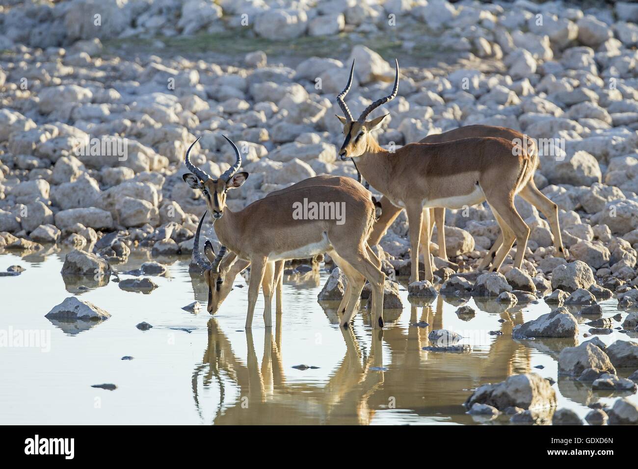 Impalas water hi-res stock photography and images - Alamy